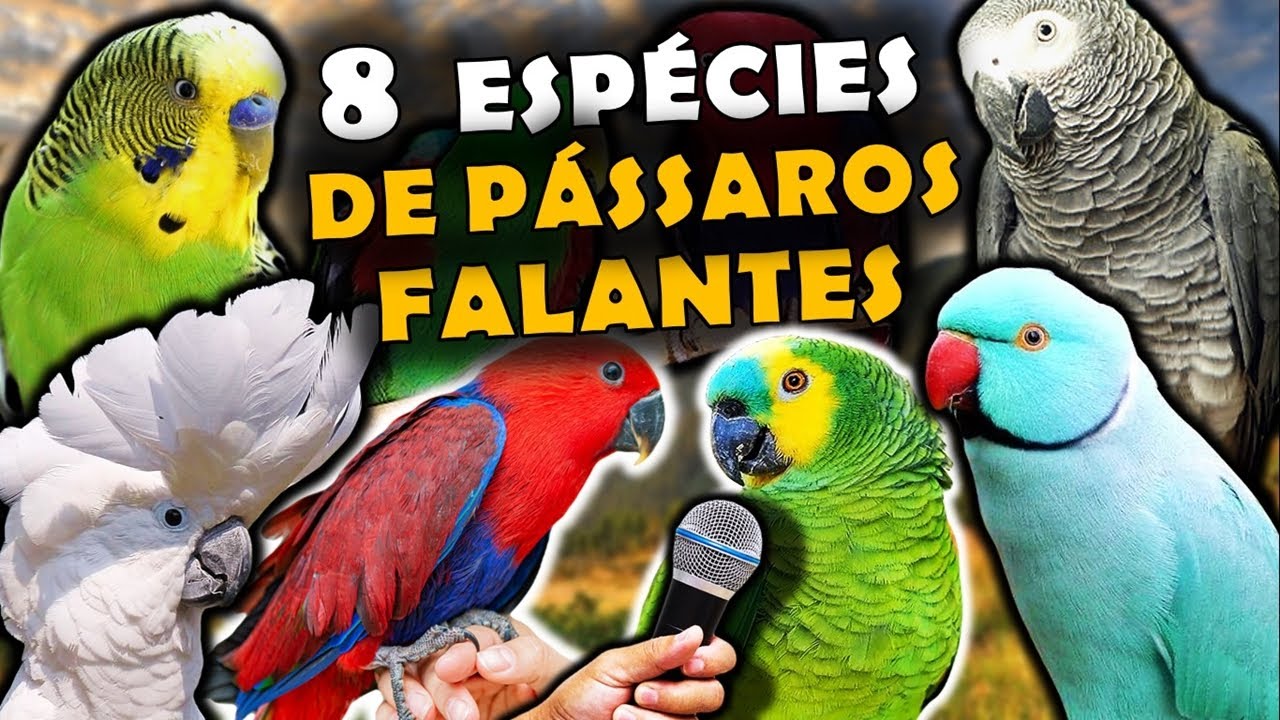 8 INCRÍVEIS PÁSSAROS FALANTES DE ESTIMAÇÃO! - YouTube