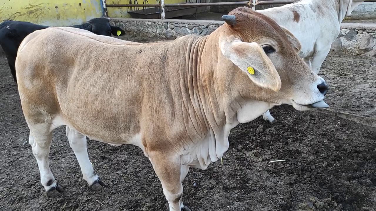 YA VENDIMOS UN BECERRO SUIZO PARA SEMENTAL Y LAS BECERRAS BRAHMAN ...