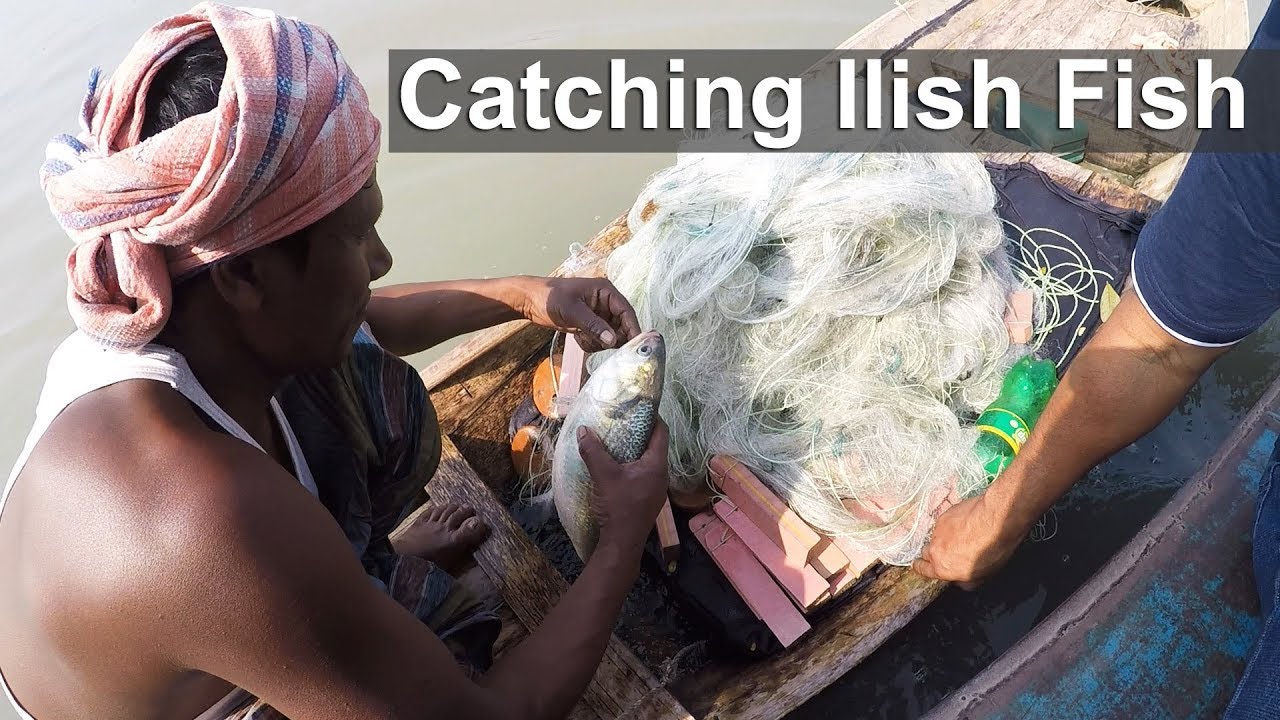 Catching Ilish Fish | Fishing with Nets in River | Living Hilsa Fish ...