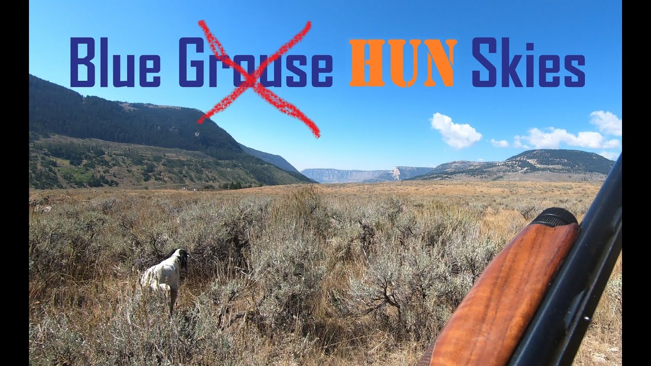 Blue 'less Blue Grouse Hunt 9/5/2024 : Wyoming Upland & English Setters ...