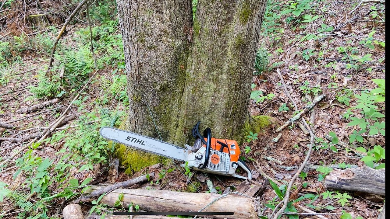 Massive CONJOINED Trees!! Two Different Species Conjoined Together ...
