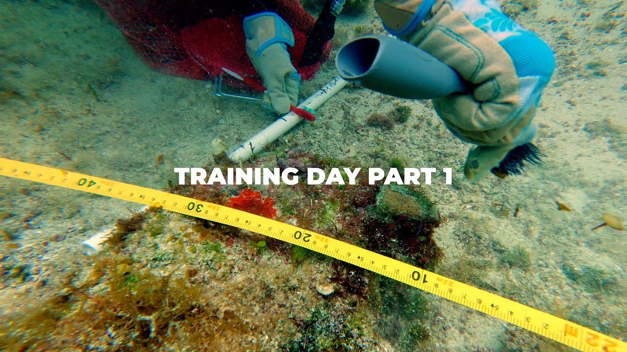 "Training Day" | CRAZY Effective Way to Restore Coral Reefs | Coral ...