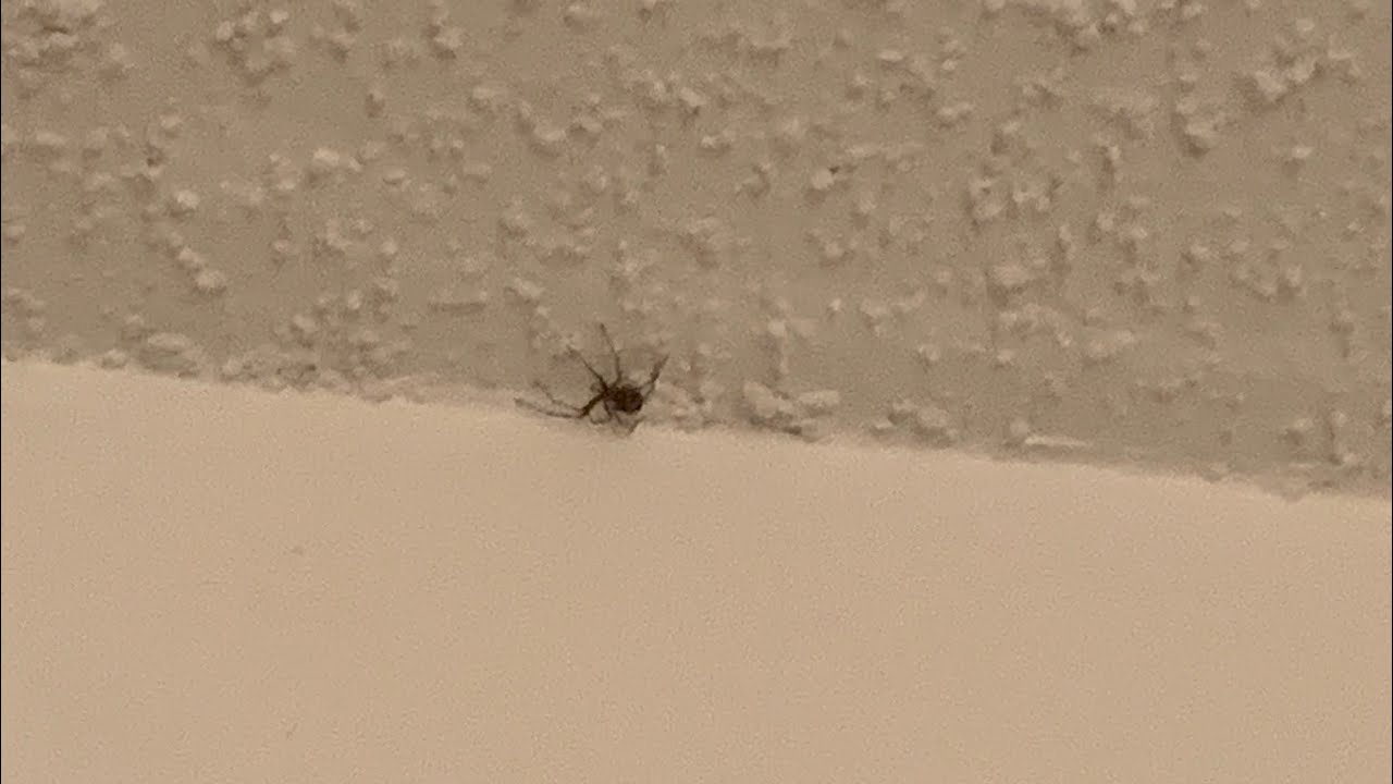 How to remove spider from ceiling. Easiest way. - YouTube