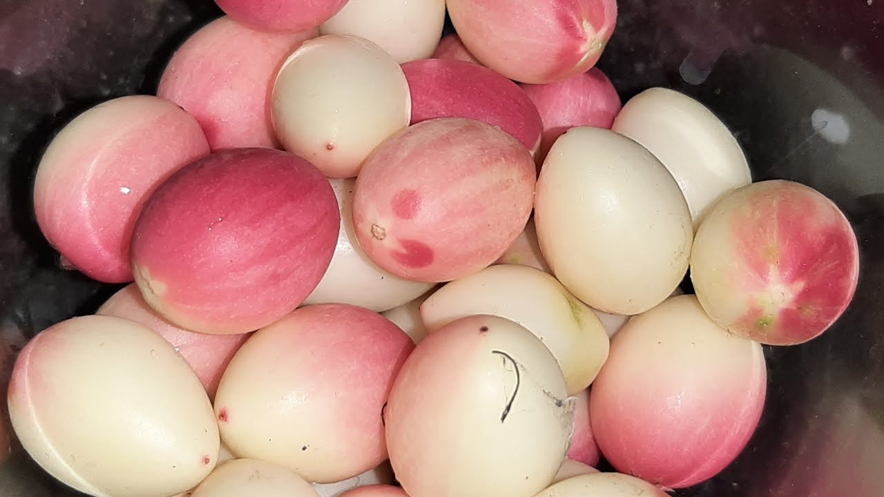 Pappu vakaya....ma ammama valla chettu vakayalu - YouTube