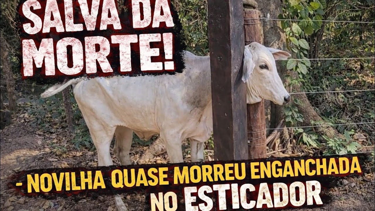 SALVA DA MORTE!- novilha quase morreu enganchada no esticador. - YouTube