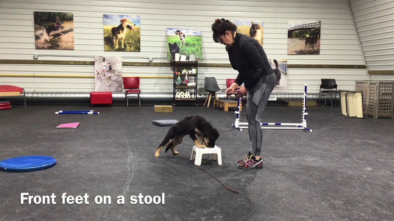 How to train your puppy to be confident: Dog’s Den Puppy Training ...