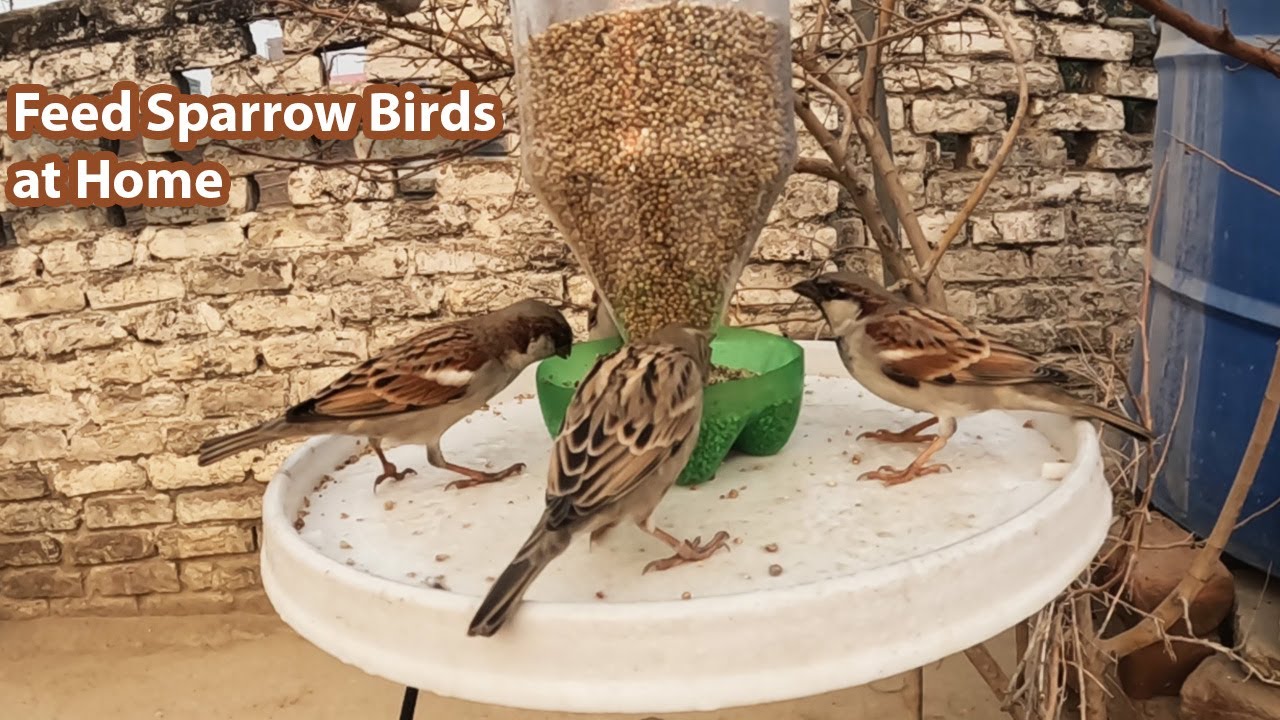 Discover the Best Hanging Bird Feeders to Attract and Feed Sparrow ...