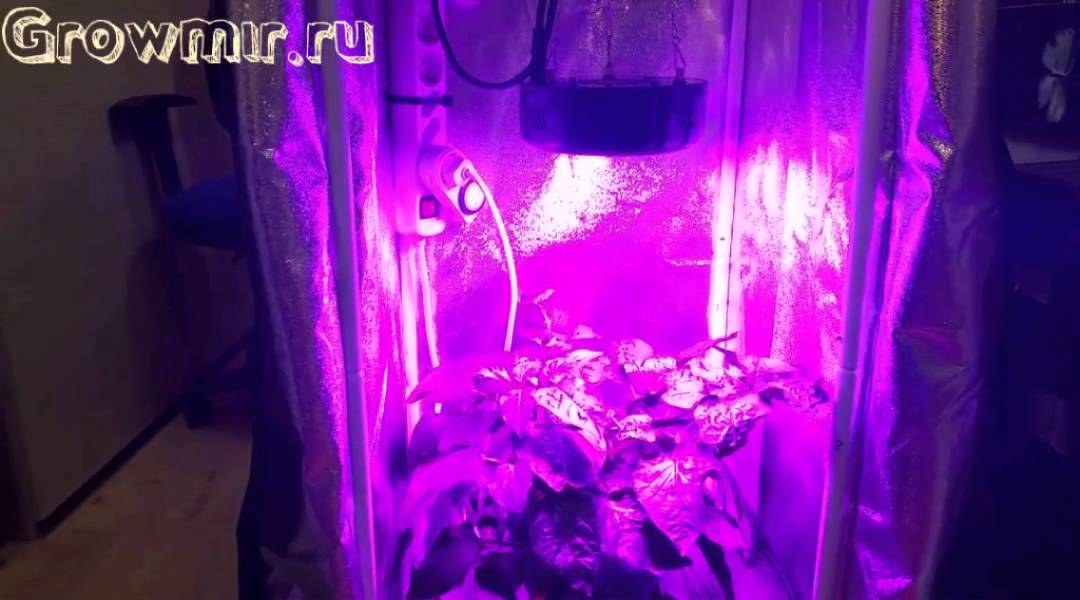 Обзор Гроулаба Growlab 40х40х120, гроубокс - YouTube