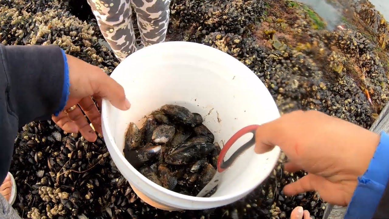 #centralcoast #mussels Foraging Mussels on the Coast of California ...