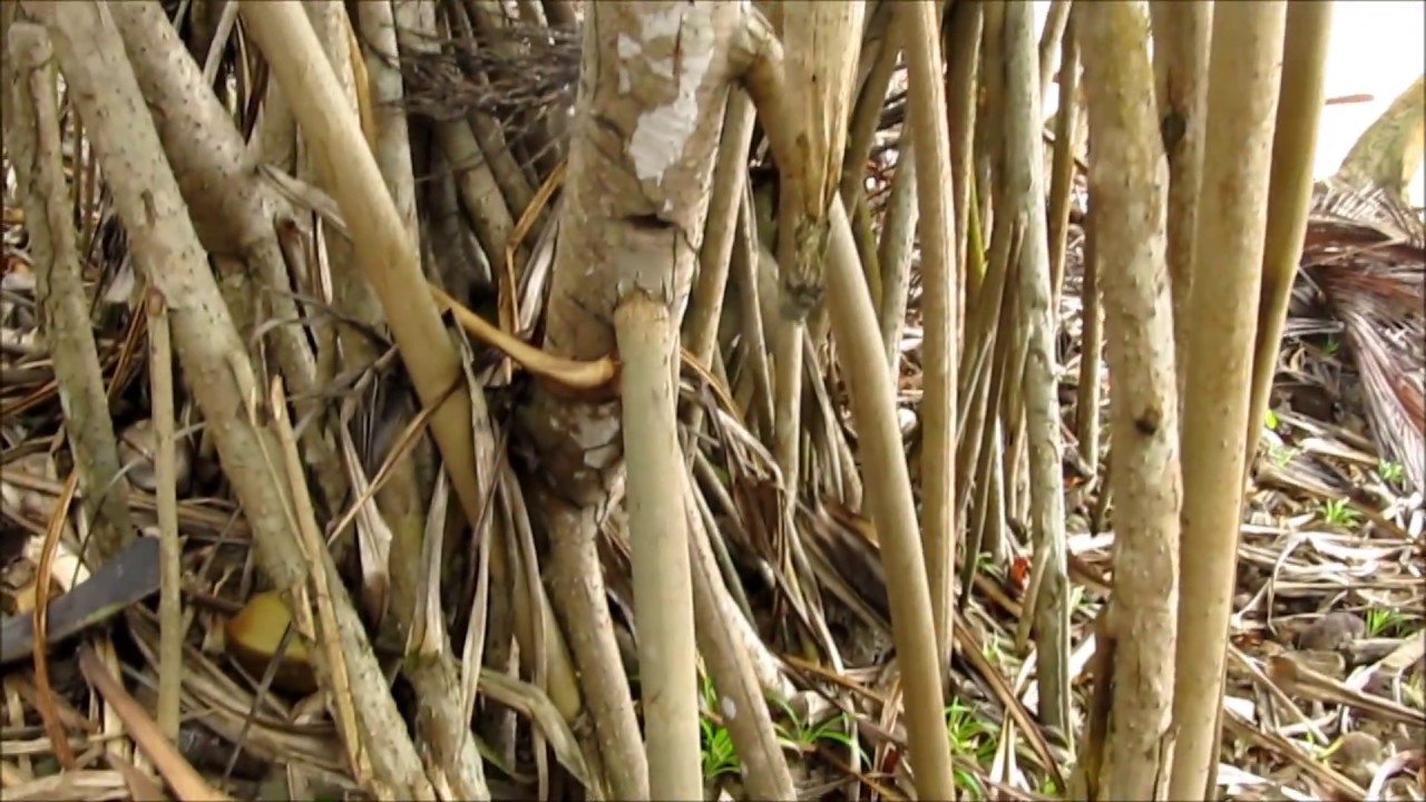 Pandanus Thomensis (o pau-esteira), São Tome e Príncipe - YouTube