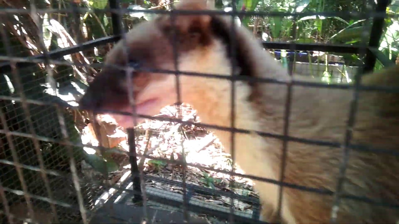 [HD1080p] Musang Pandan dan musang bulan, apa bedanya ? - YouTube