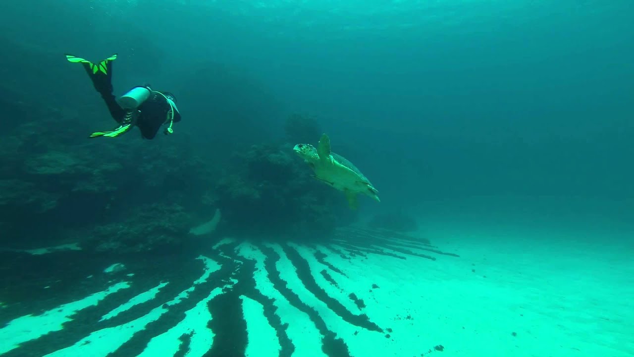 Loggerhead Turtle Chases Scuba Diver - YouTube