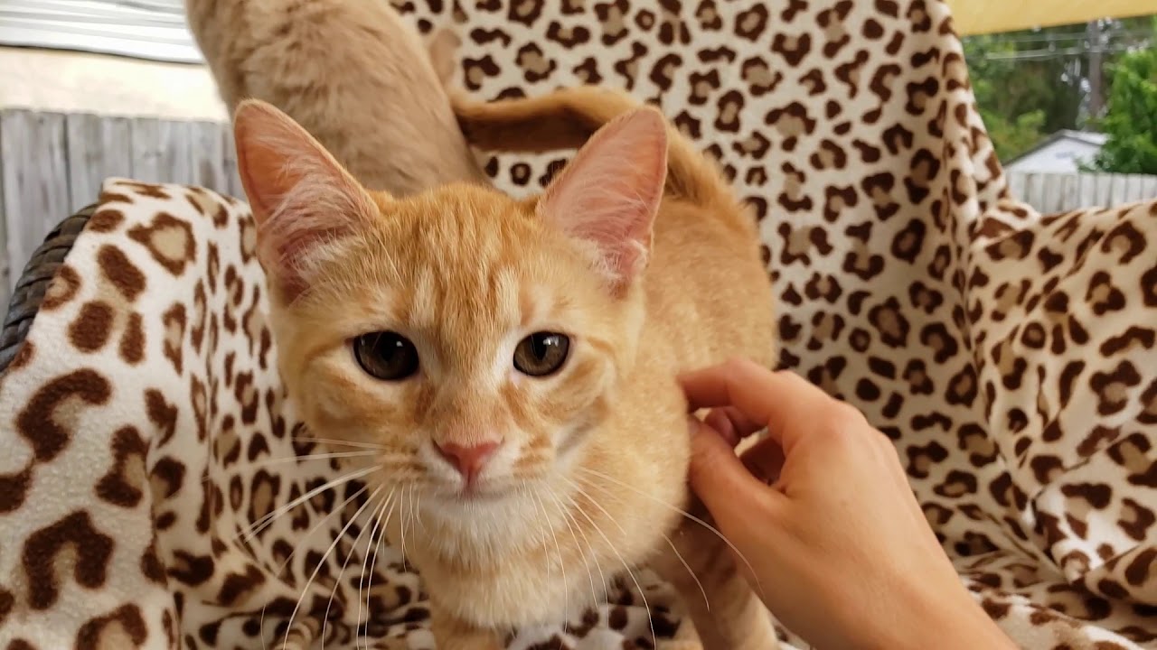 Butterscotch & Buttercup Orange Female Kittens - YouTube