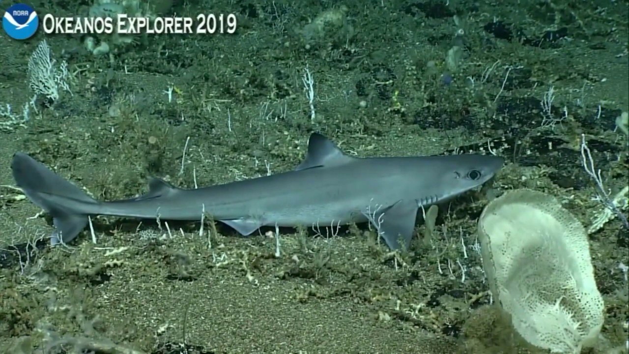 Okeanos: Genie's Dogfish, 6/28/19 - YouTube