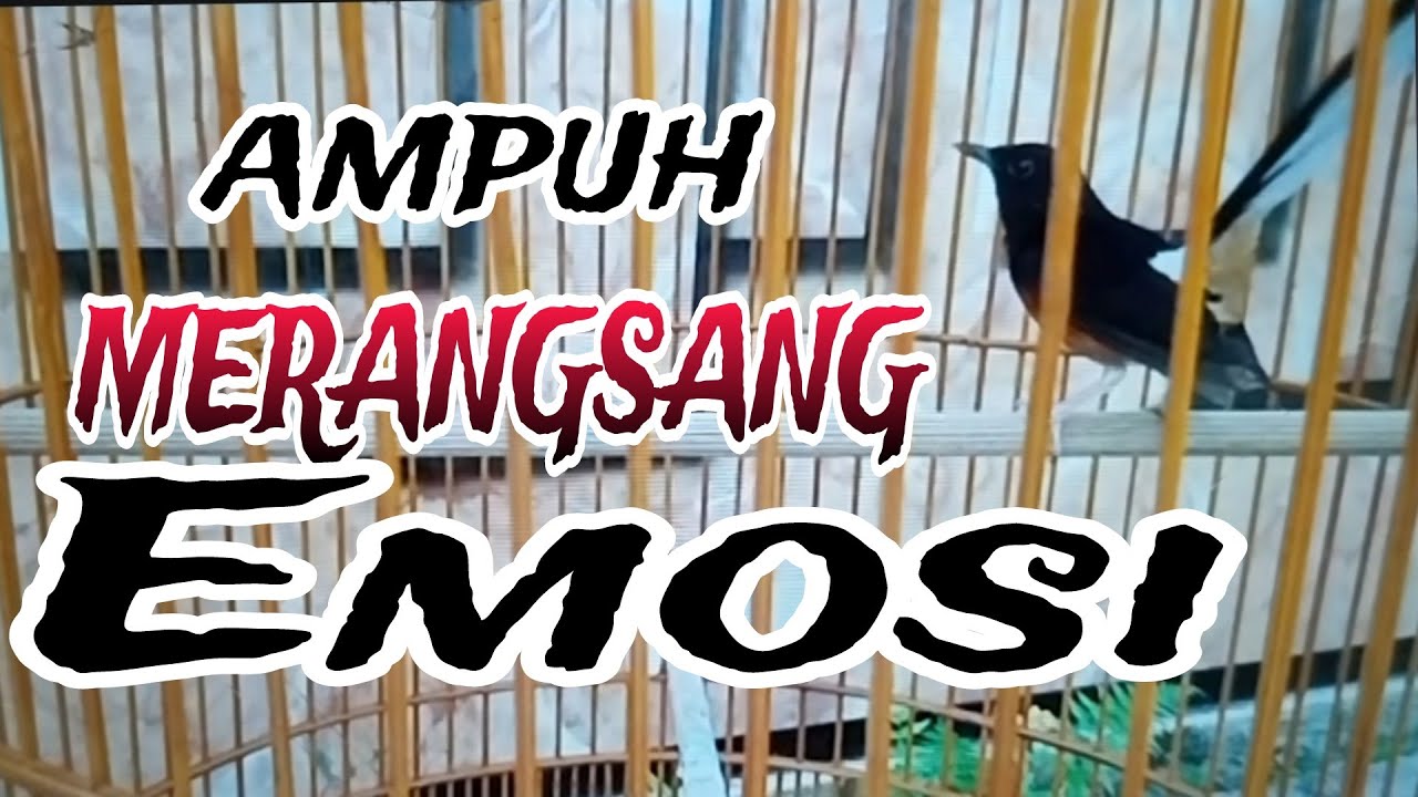 PANCINGAN GACOR,,CEPAT MERANGSANG EMOSI - YouTube