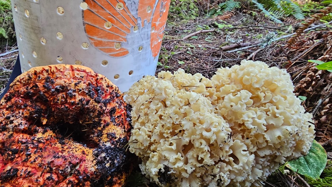 Mushrooms Foraging in Washington State near Mt. Rainier. (Cauliflower ...