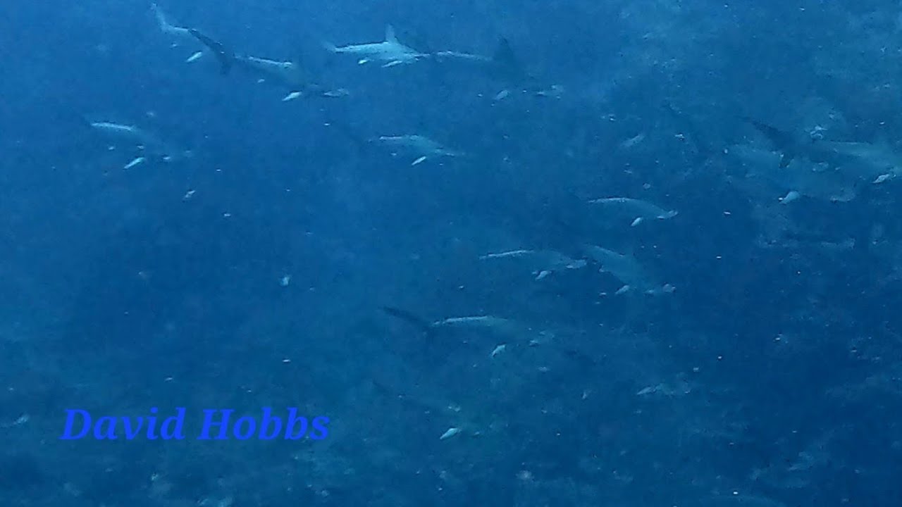 Hammerhead Shark Diving at Mikomoto Island Japan - YouTube