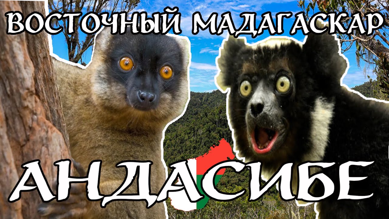 Восточный Мадагаскар, Андасибе. Часть первая. Заповедник VOIMMA ...