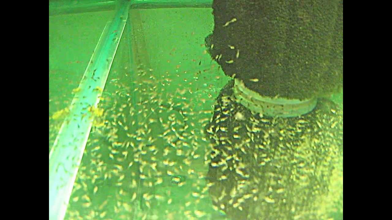 Paratheraps breidohri Fry Second Day Free Swimming - YouTube