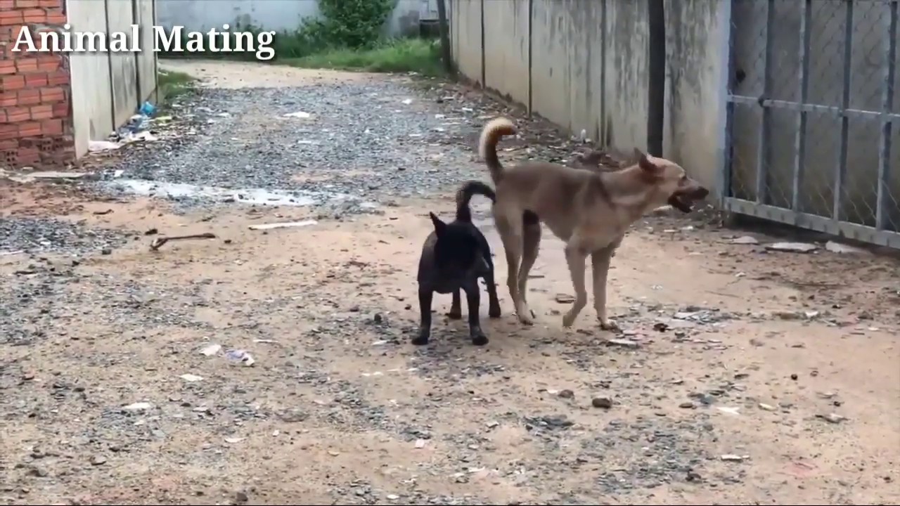 Village desi dog hard mating dog mating in village dog mating first ...