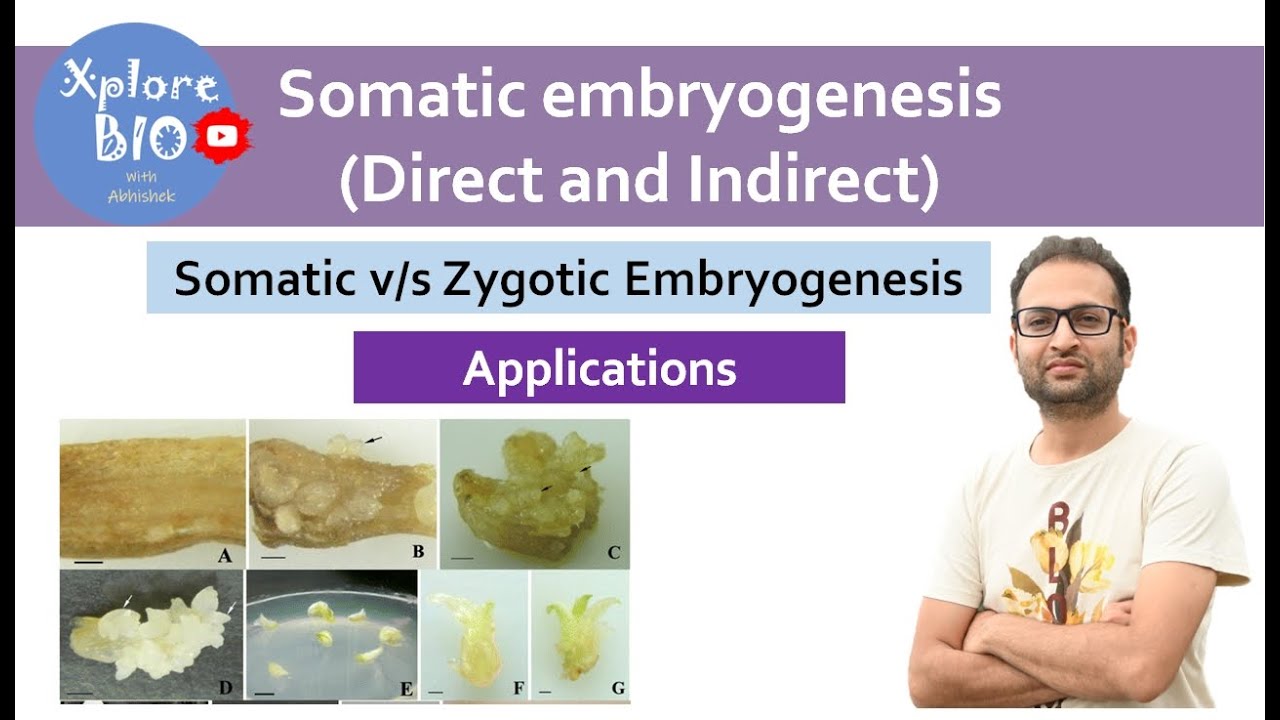 Somatic embryogenesis (plant tissue culture). Types: direct and ...