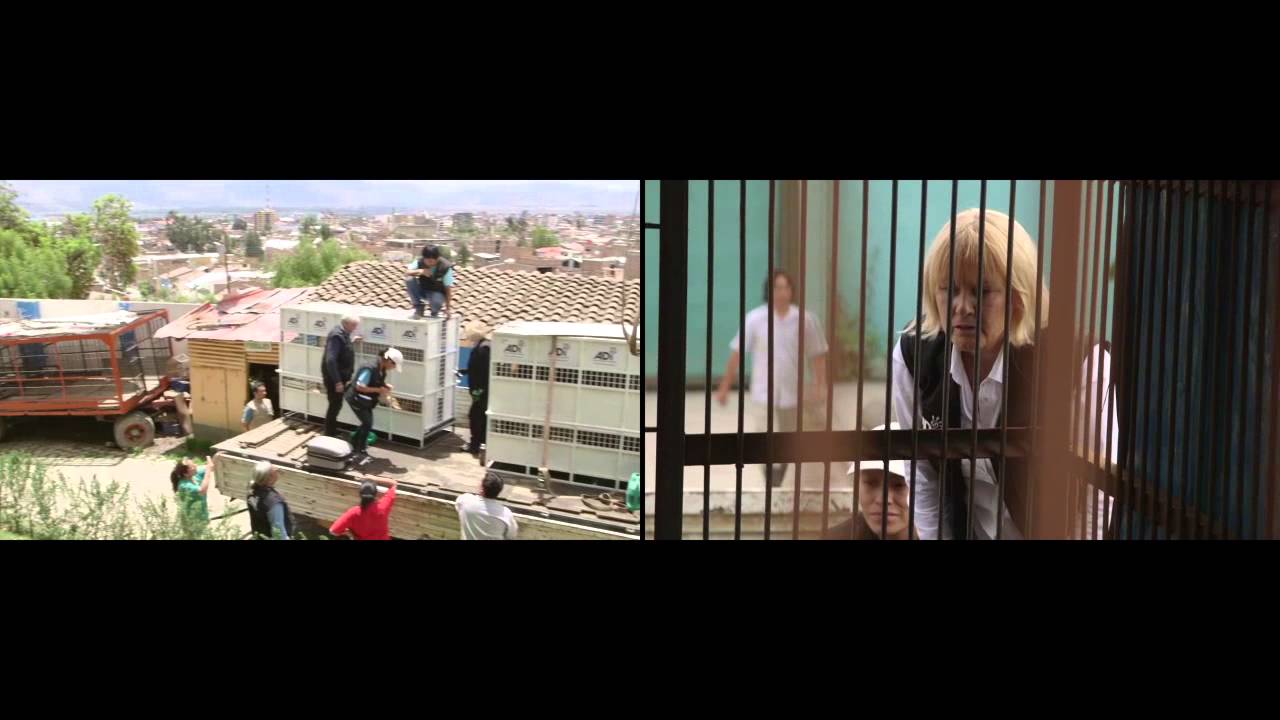 Operation Spirit of Freedom - the historic ADI mission to save wild ...