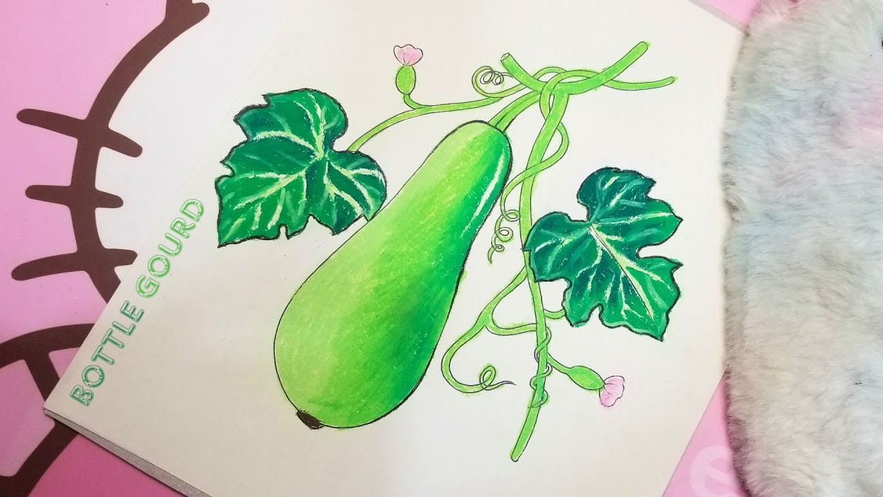 how to draw bottle gourd with leaves | draw bottle gourd easy | bottle ...