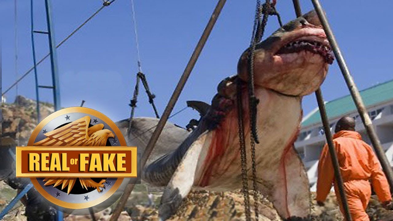 Real or Fake? GIANT MEGALODON CAUGHT & More - YouTube