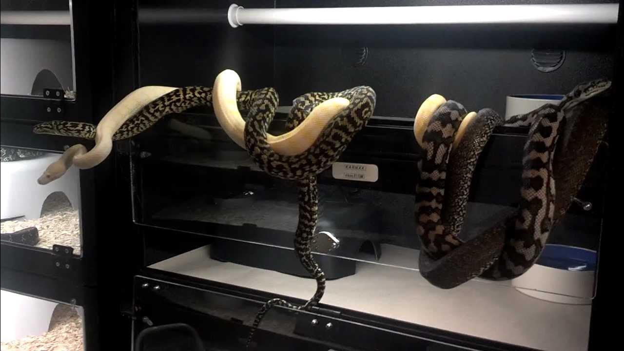 BATTLE OF THE CARPET PYTHON MORPHS - YouTube