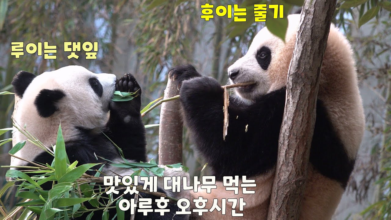 에버랜드 판다 맛있게 대나무 먹는 아루후의 오후시간 루이바오는 댓잎 후이바오는 줄기는 맛있게 먹어요~ 아이바오도 쉘터에서 예쁘게 대나무 냠냠타임 Youtube
