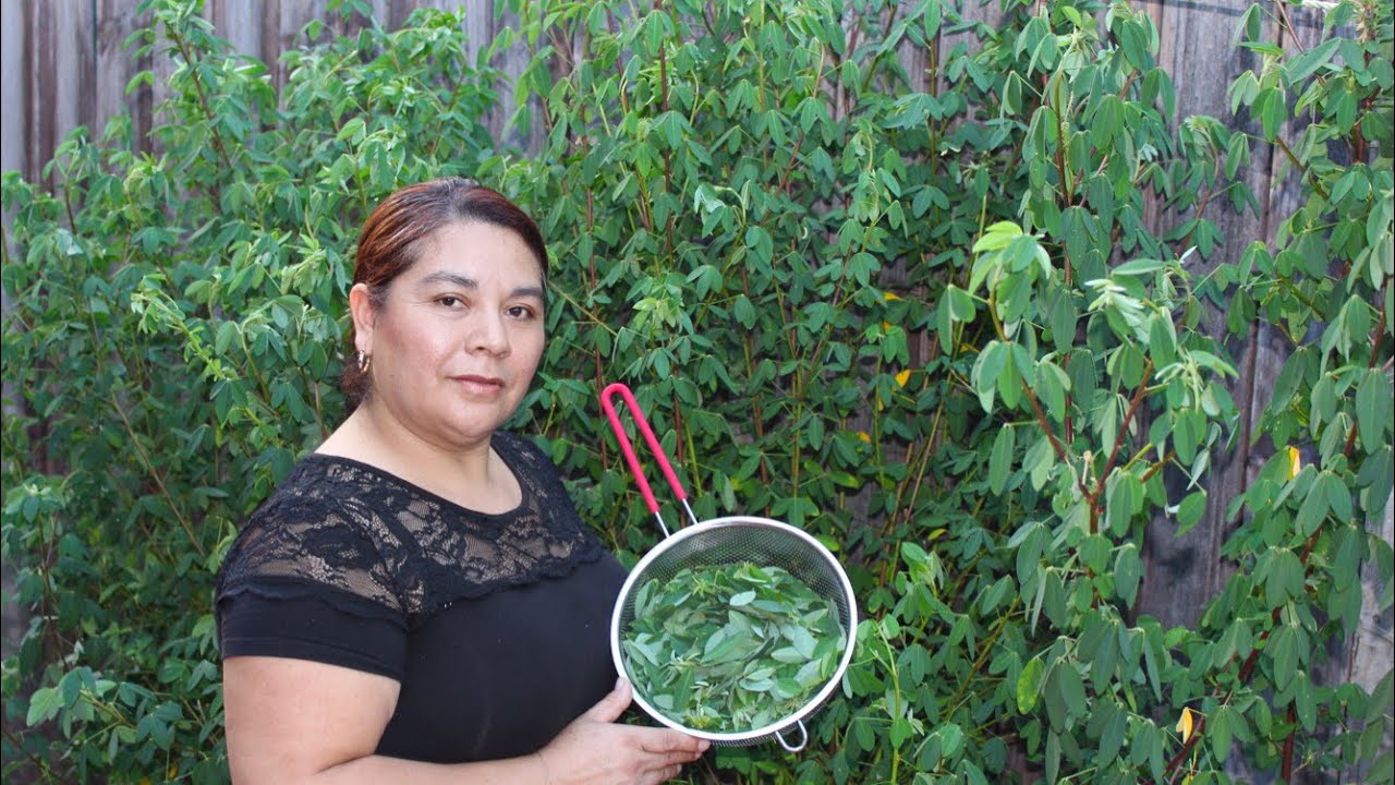 como cortar y limpiar chipilin - YouTube