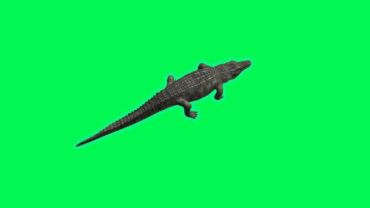 Crocodile 3D Animation - Free Green Screen Video - YouTube