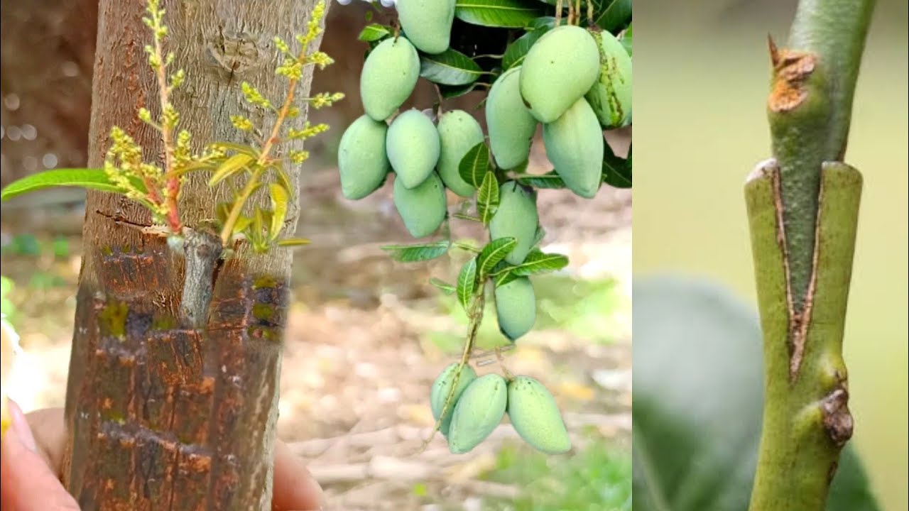 Tree grafting tricks with a knife, Grafting results - YouTube