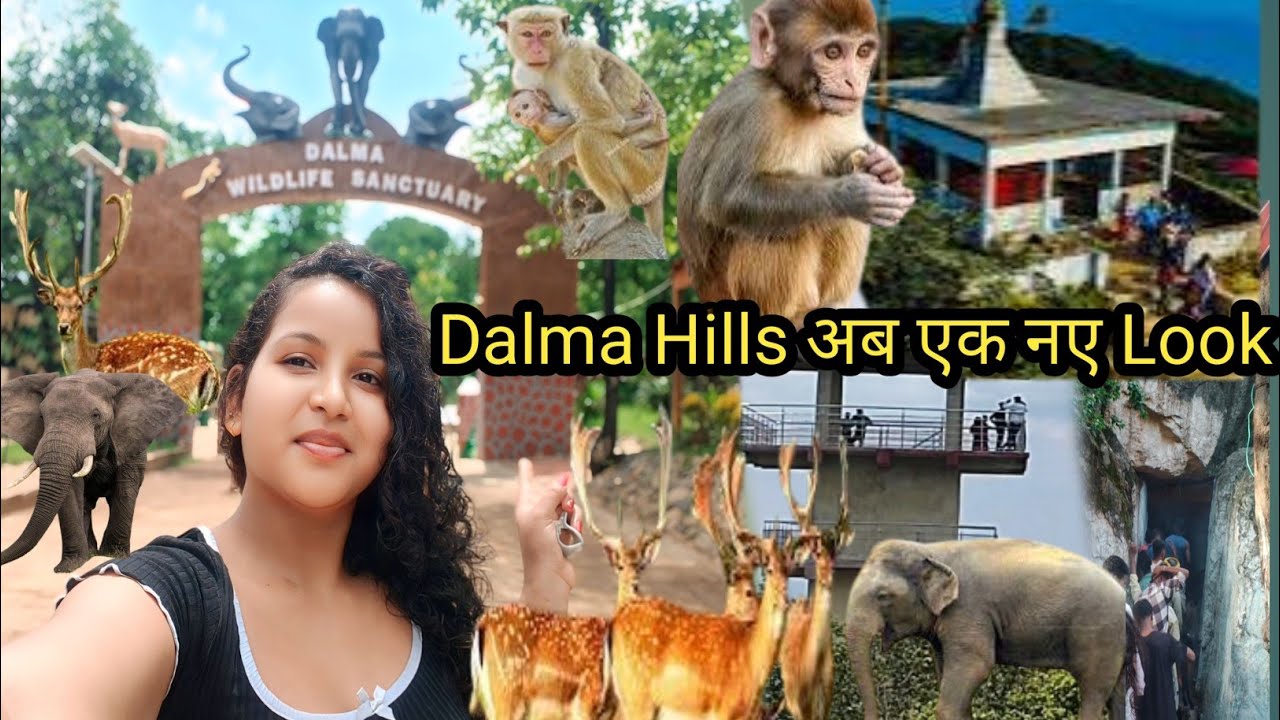 Dalma Wildlife Sanctuary|Dalma Hills Jamshedpur|#shivmandirdalma #dalma ...