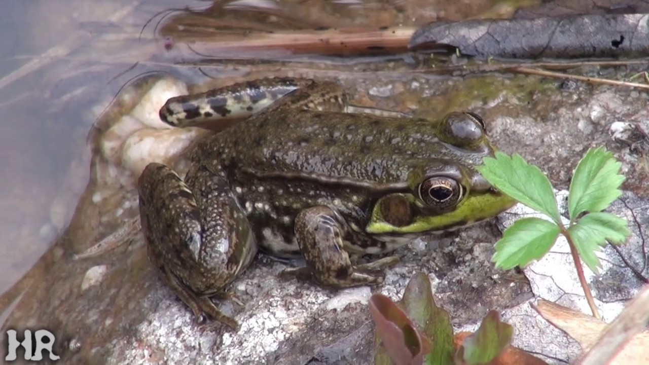 POLLYWOGS | POND LIFE | Frogs layed many eggs! - YouTube