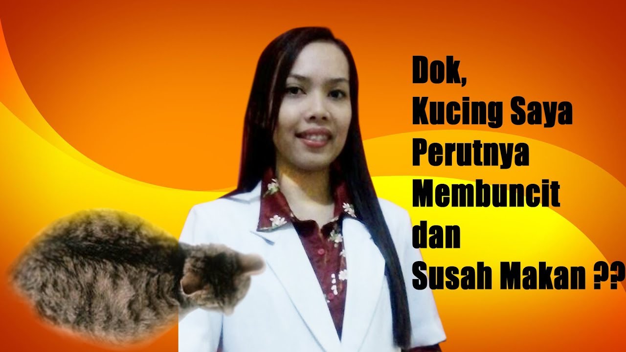Feline Infectious Peritonitis atau FIP pada Kucing - YouTube