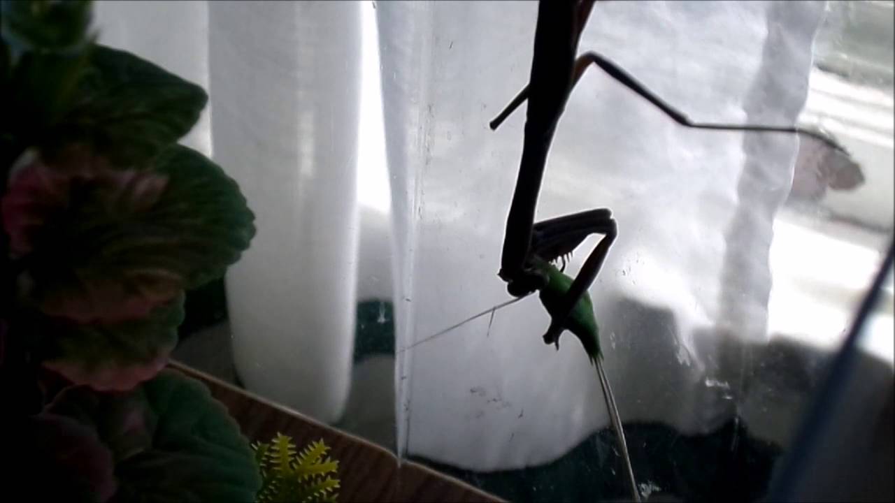 Chinese praying mantis eating Sword-bearing conehead katydid (16x speed ...