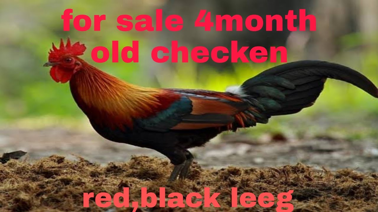 pang sabong for sale. .4month old - YouTube
