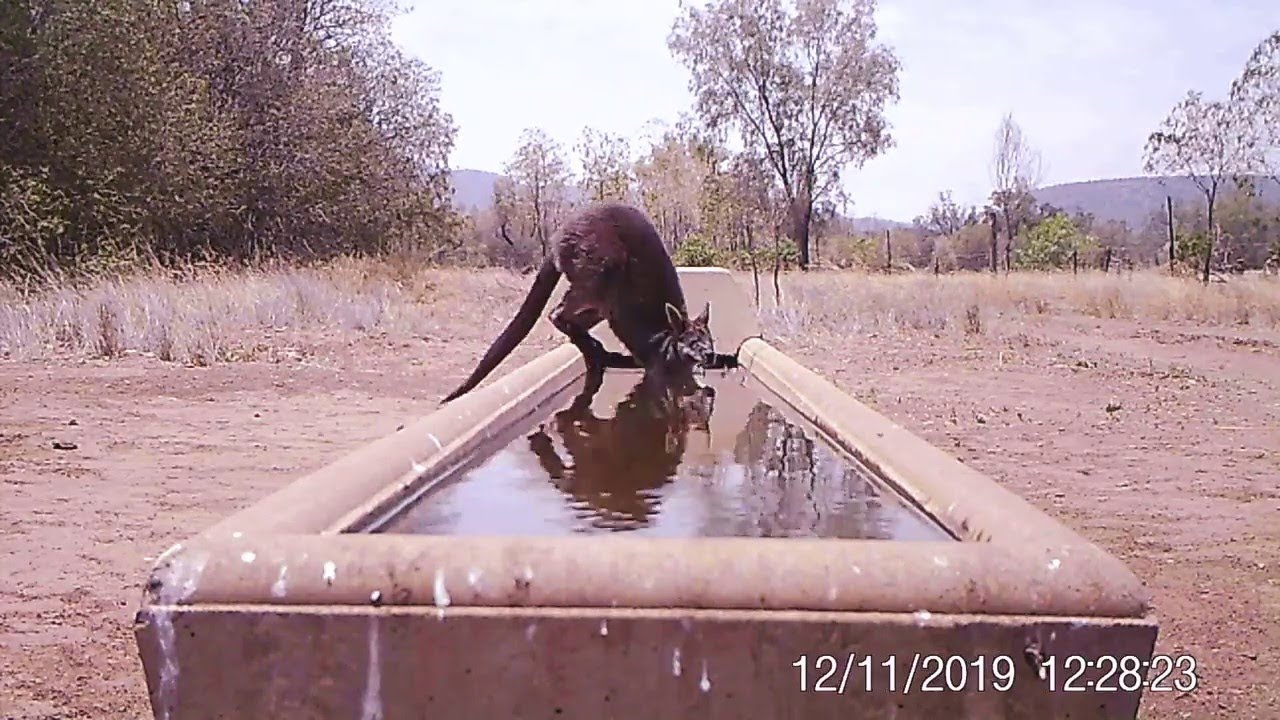 Animals Dip in for a Drink During Australian Drought || ViralHog - YouTube