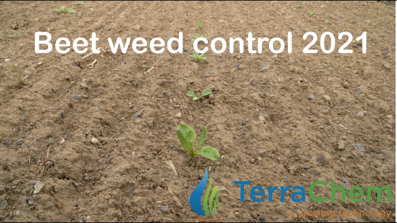 TerraChem Beet weed control 2021 - YouTube