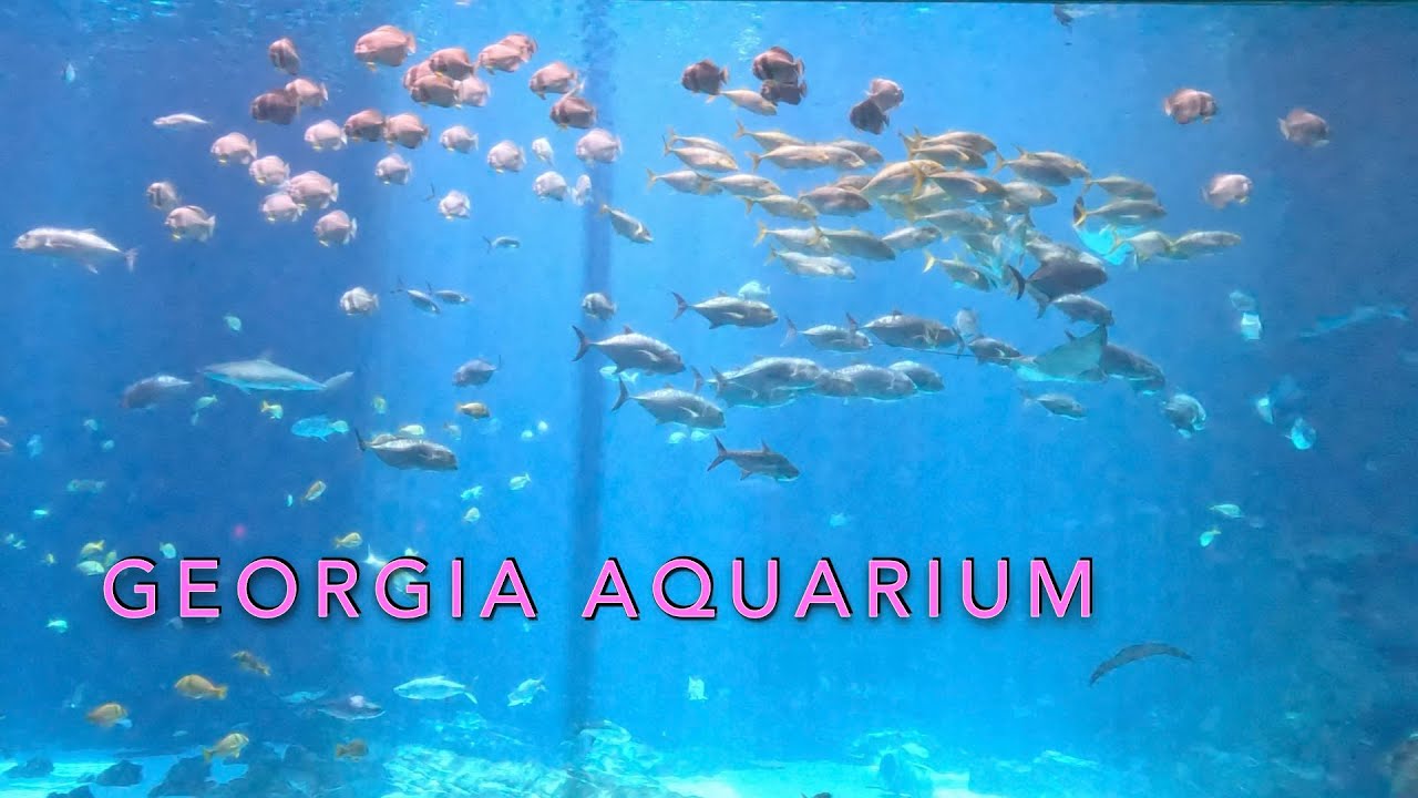 Georgia Aquarium | Take A Tour Around The Aquarium In Atlanta GA - YouTube