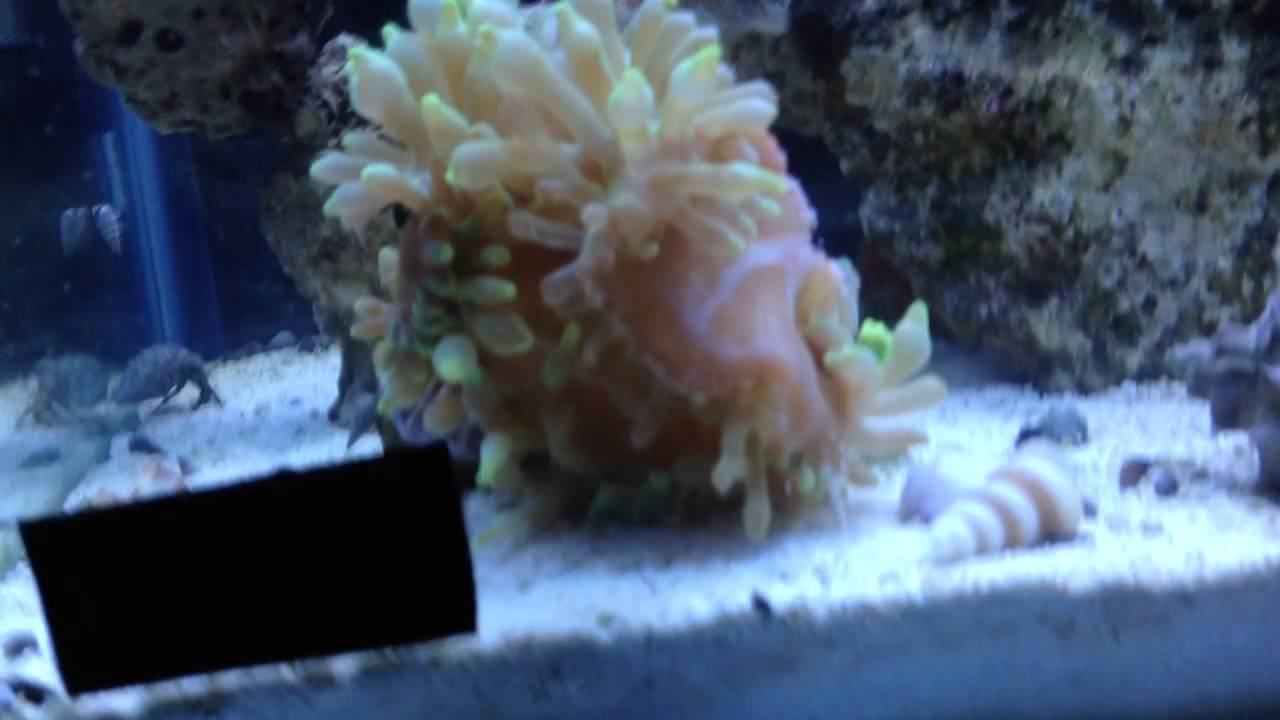 Bubble tip anemone moving - YouTube