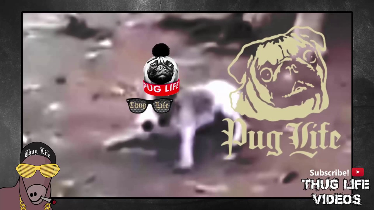 Best Thug Life Compilation of 2016 Part 179 - YouTube