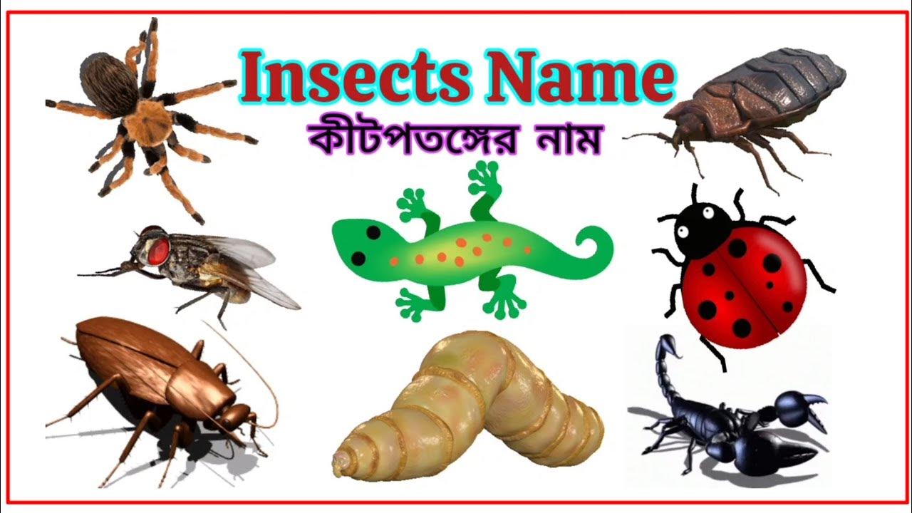 Insects Name Insects Name In English To Bengali insects-name-insects-name-in-english-to-bengali