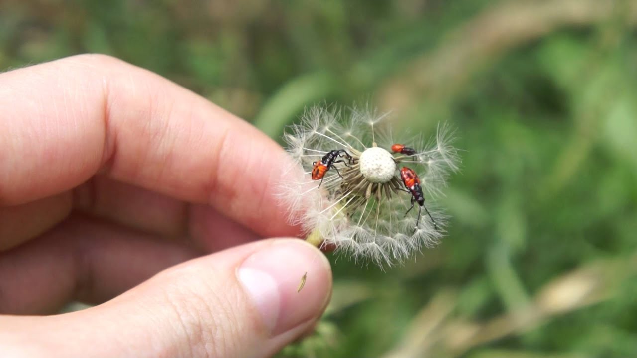 A Dandelion Playground for Baby Bugs. Harlequin Bug, Dindymus ...