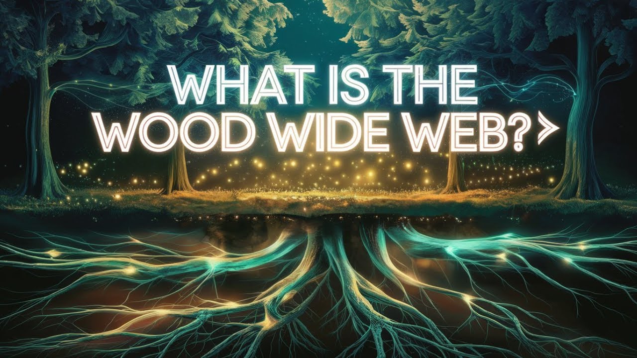 The Wood Wide Web 🌳 | knowLine - YouTube