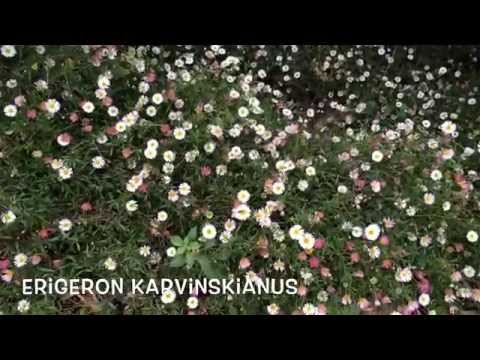 Erigeron karvinskianus. Garden Center online Costa Brava - Girona.