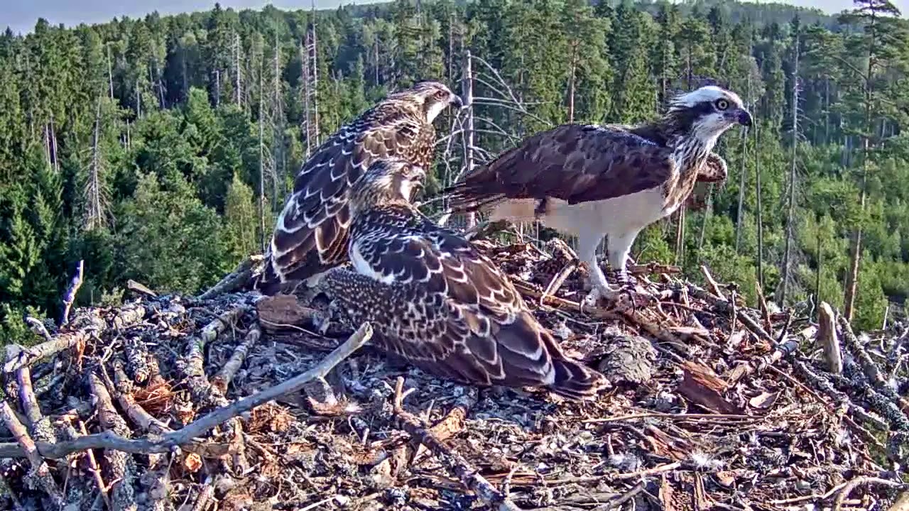 Jaak's great day - YouTube