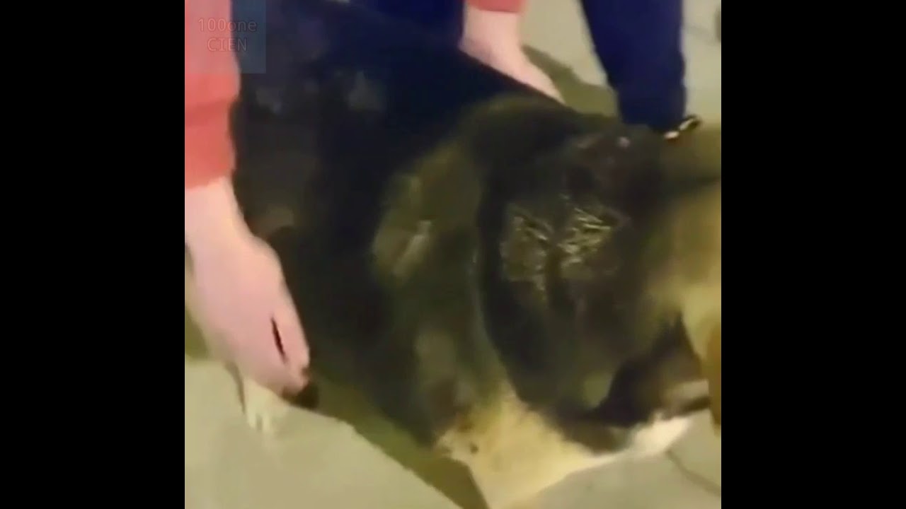 "El perro Watón" - "Guatón" - 10 veces - YouTube