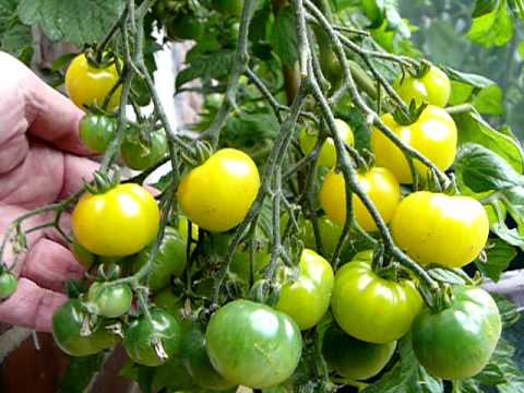snow white cherry tomato heirloom tomato profile no 3 - YouTube